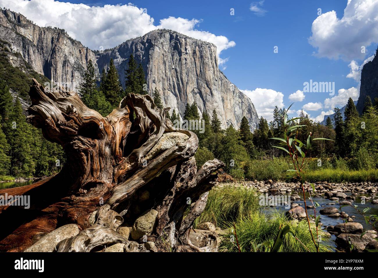World famous rock climbing wall of El Capitan, Yosemite national park ...