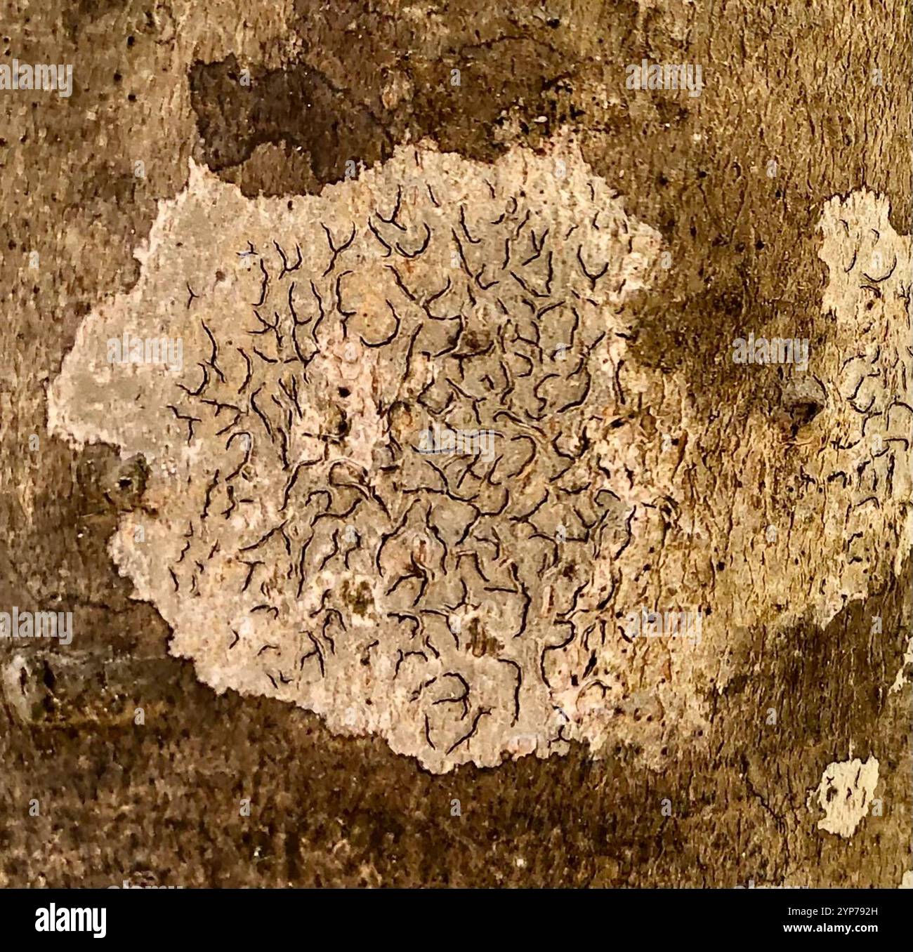 Common Script Lichen (Graphis scripta Stock Photo - Alamy