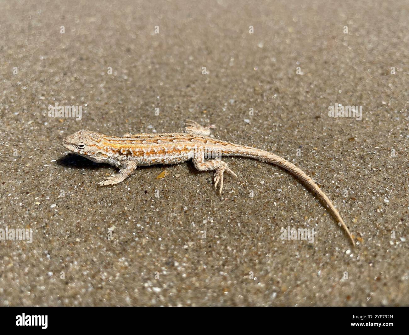 Eastern Smooth-throated Lizard (Liolaemus wiegmannii Stock Photo - Alamy