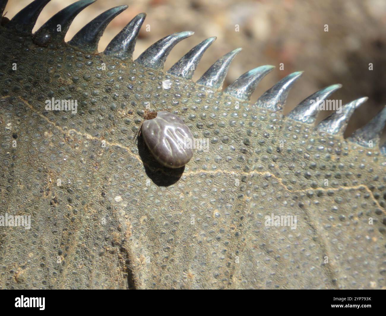Bont Ticks (Amblyomma Stock Photo - Alamy