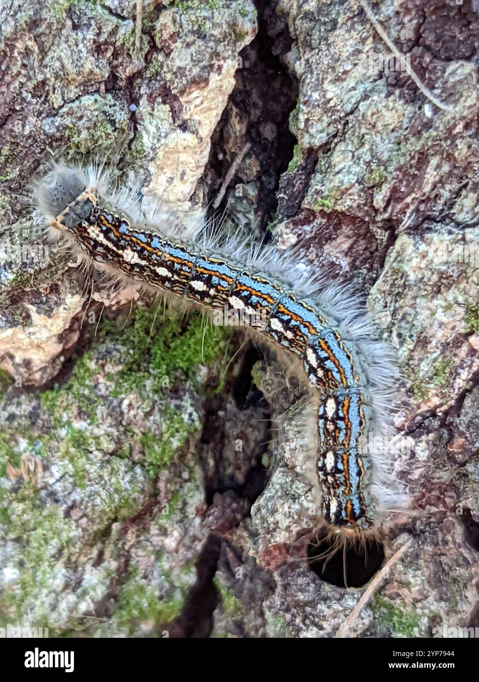 Forest Tent Caterpillar Moth (Malacosoma disstria Stock Photo - Alamy