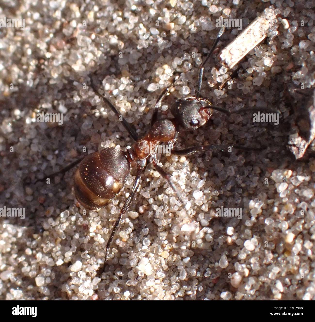 Wood, Mound, and Field Ants (Formica Stock Photo - Alamy