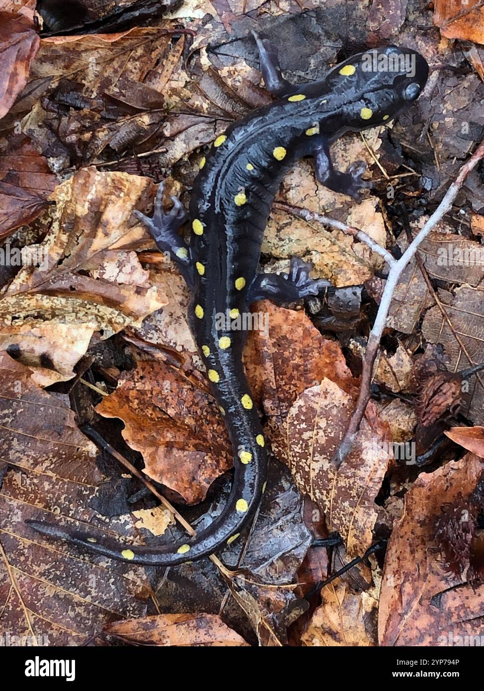 Spotted Salamander (Ambystoma maculatum Stock Photo - Alamy