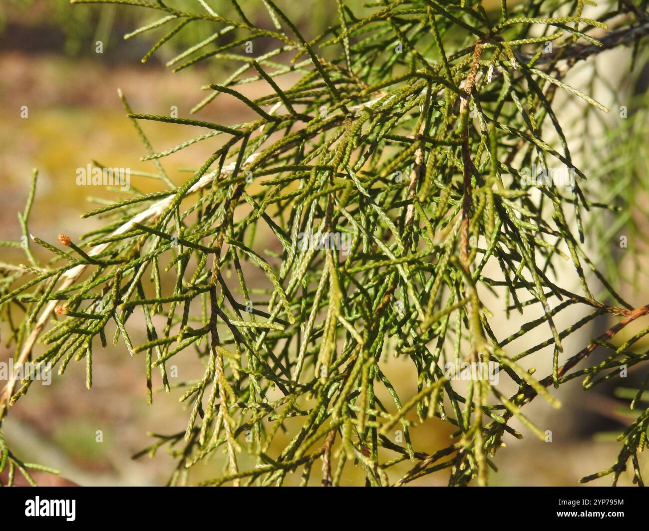 eastern redcedar (Juniperus virginiana Stock Photo - Alamy