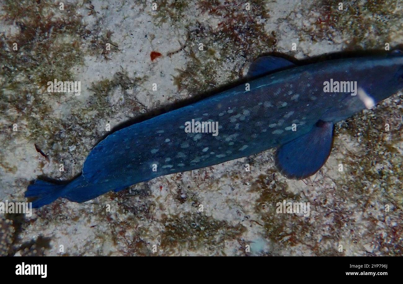 Greater Soapfish (Rypticus saponaceus Stock Photo - Alamy