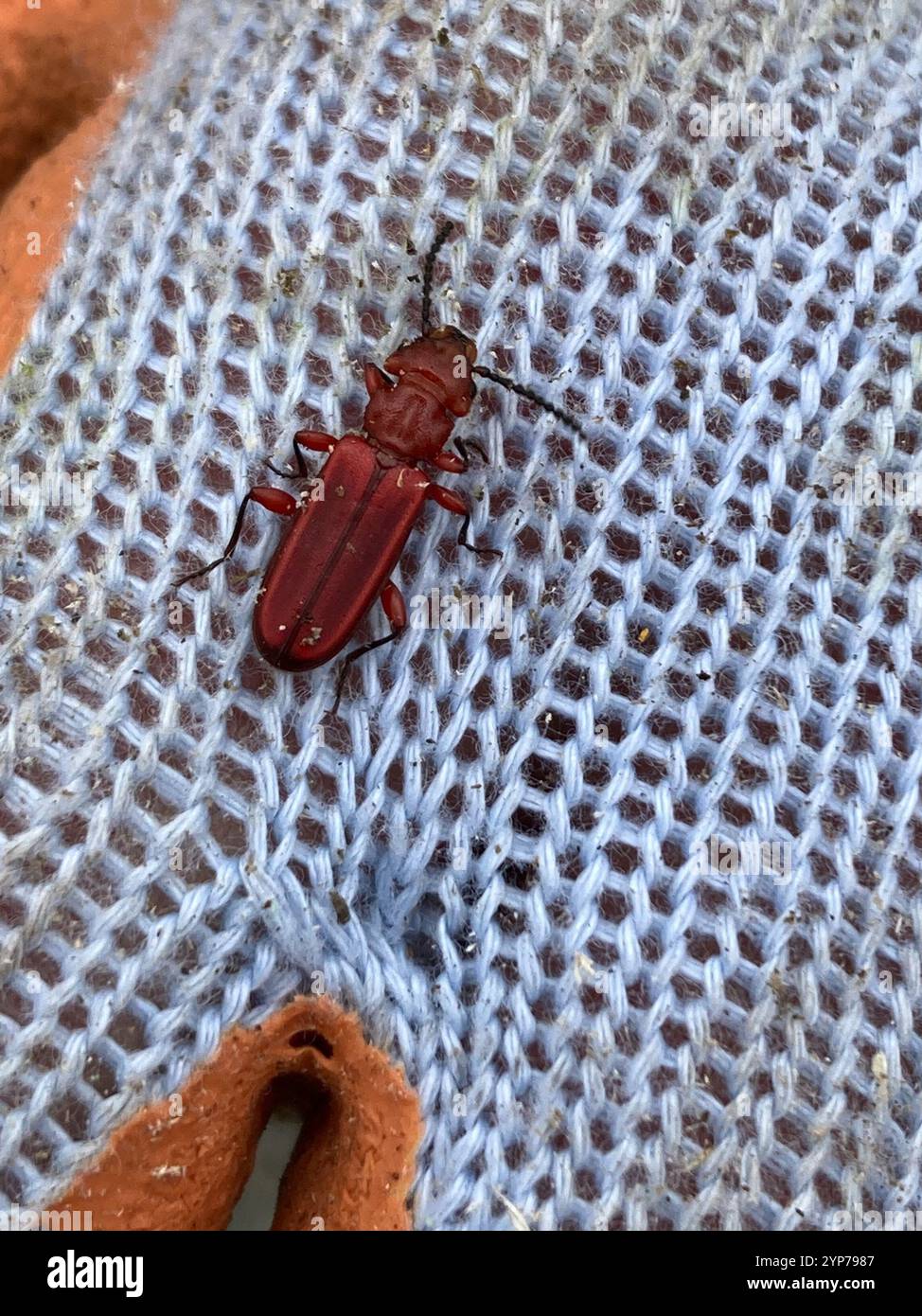 Red Flat Bark Beetle (Cucujus clavipes Stock Photo - Alamy