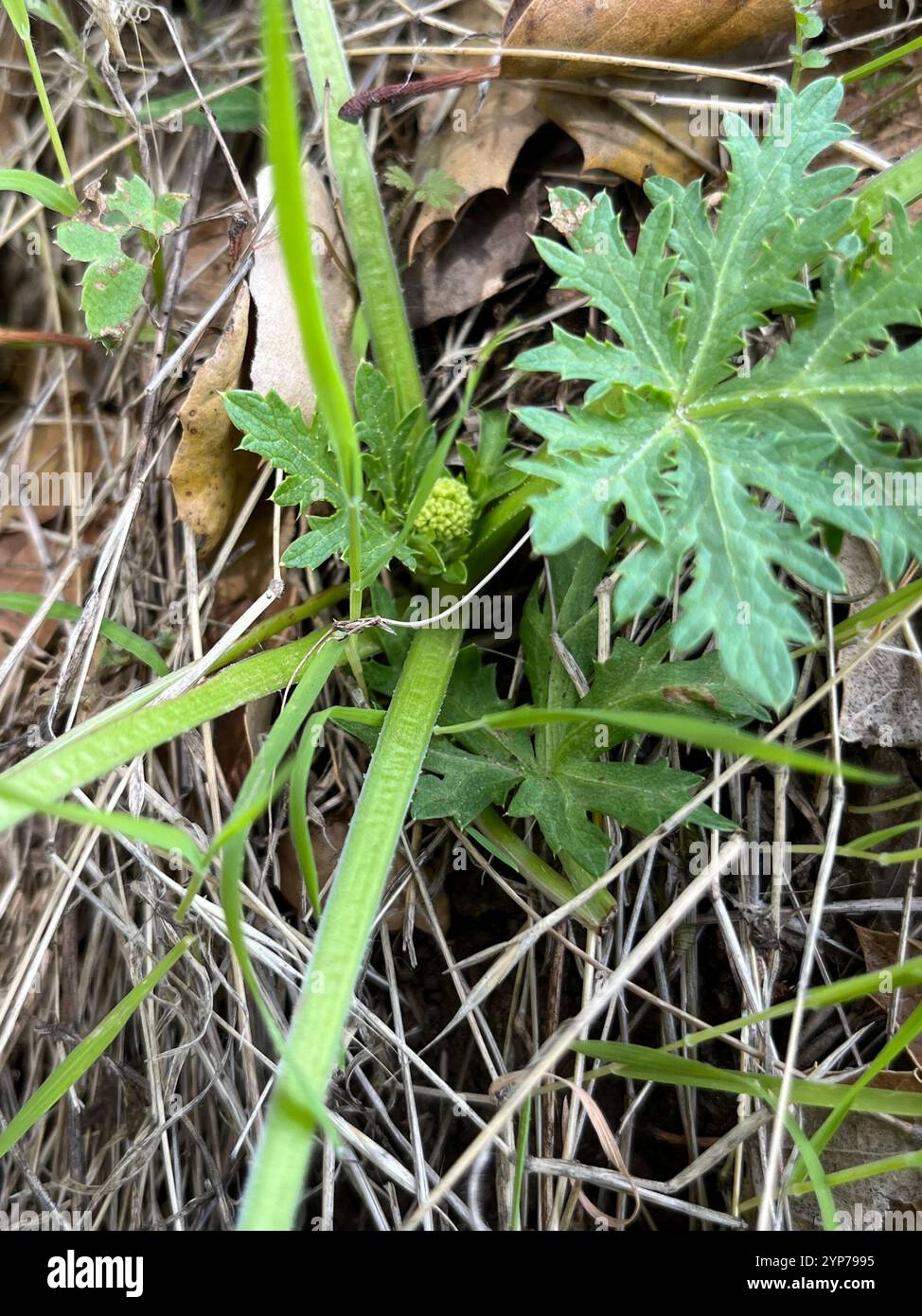 Sharp-toothed Sanicle (Sanicula arguta Stock Photo - Alamy
