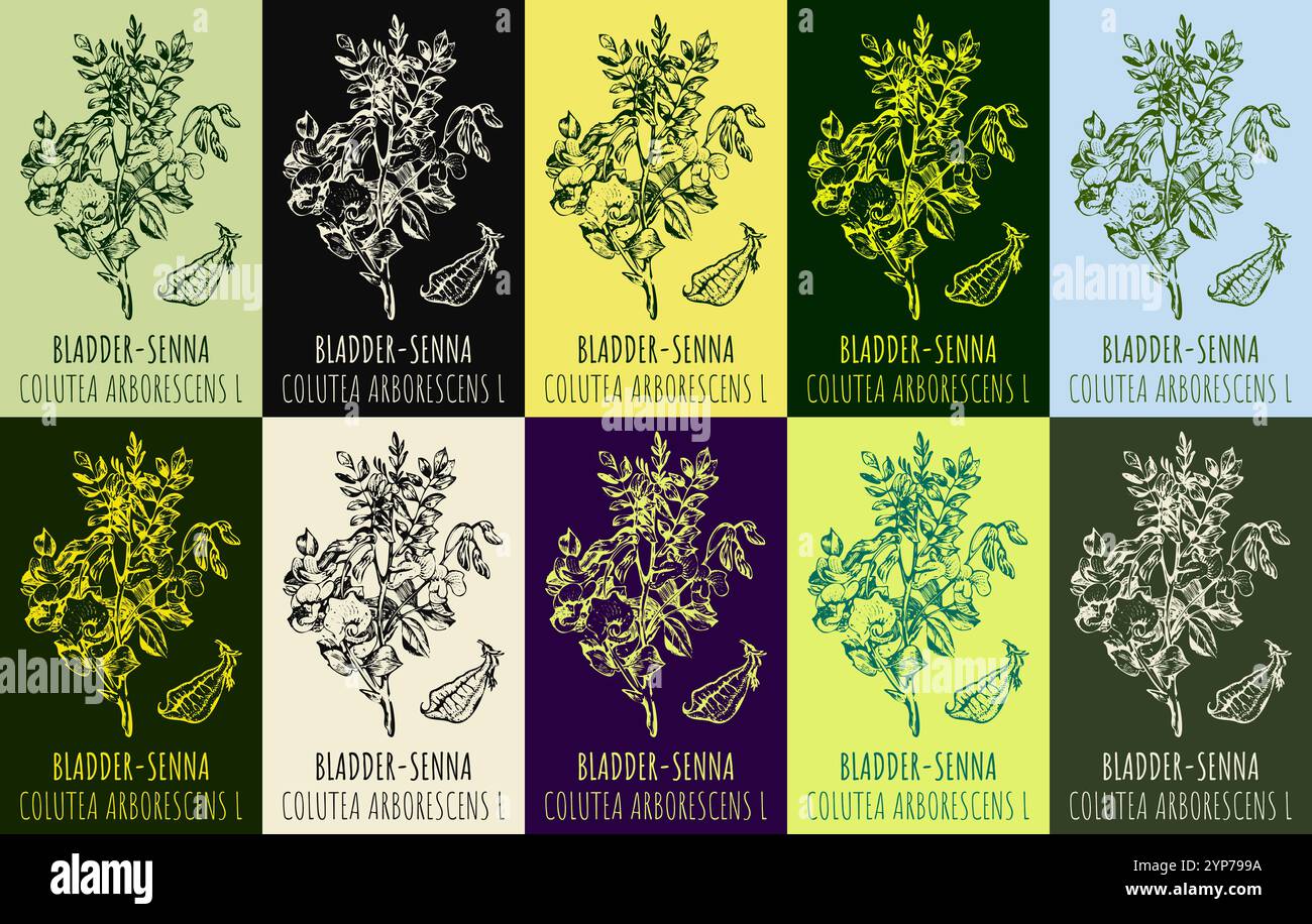 Set of vector drawing of BLADDER-SENNA in various colors. Hand drawn ...