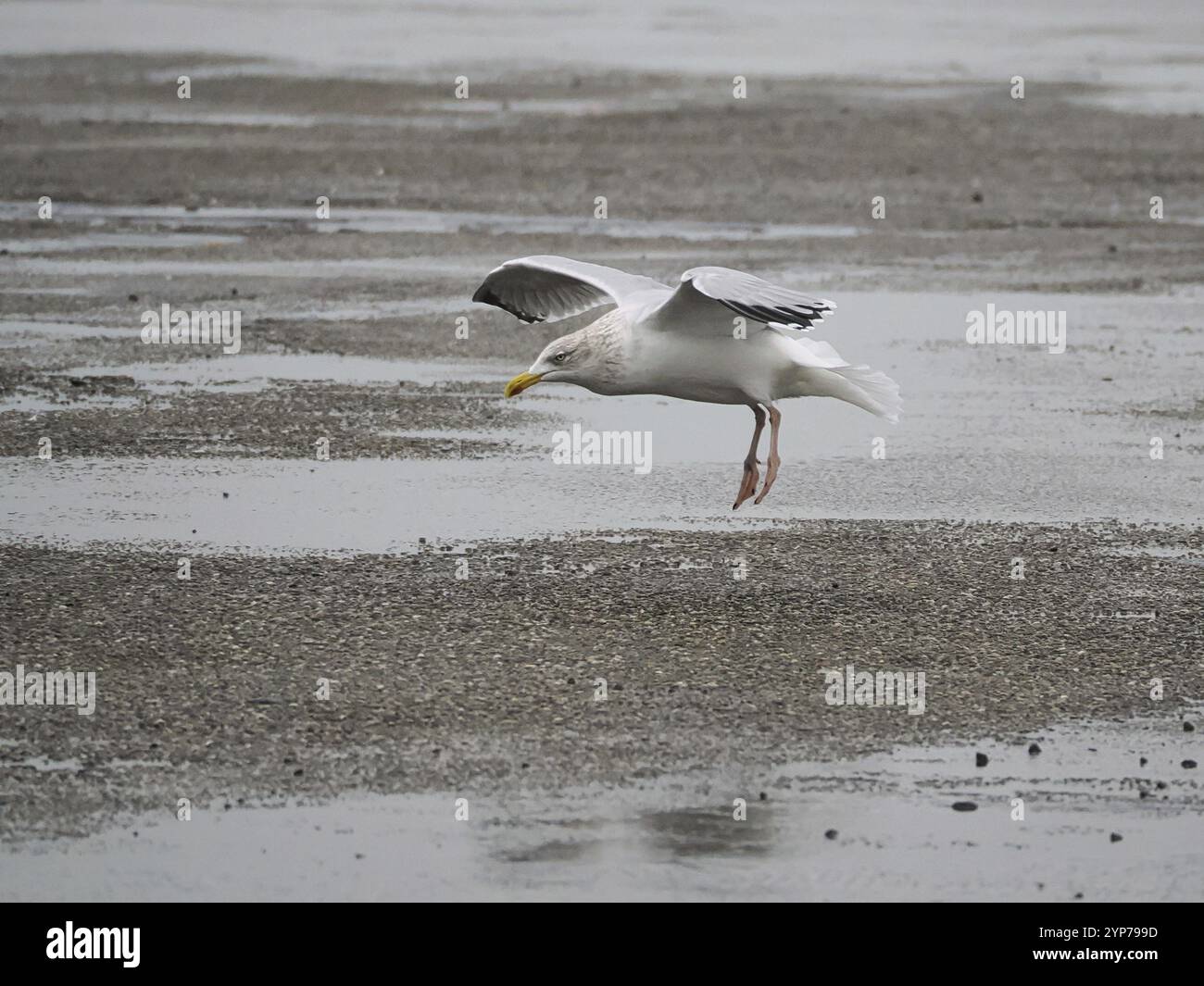 Seagull (Larinae) landing, Brouwersdam, province of South Holland ...
