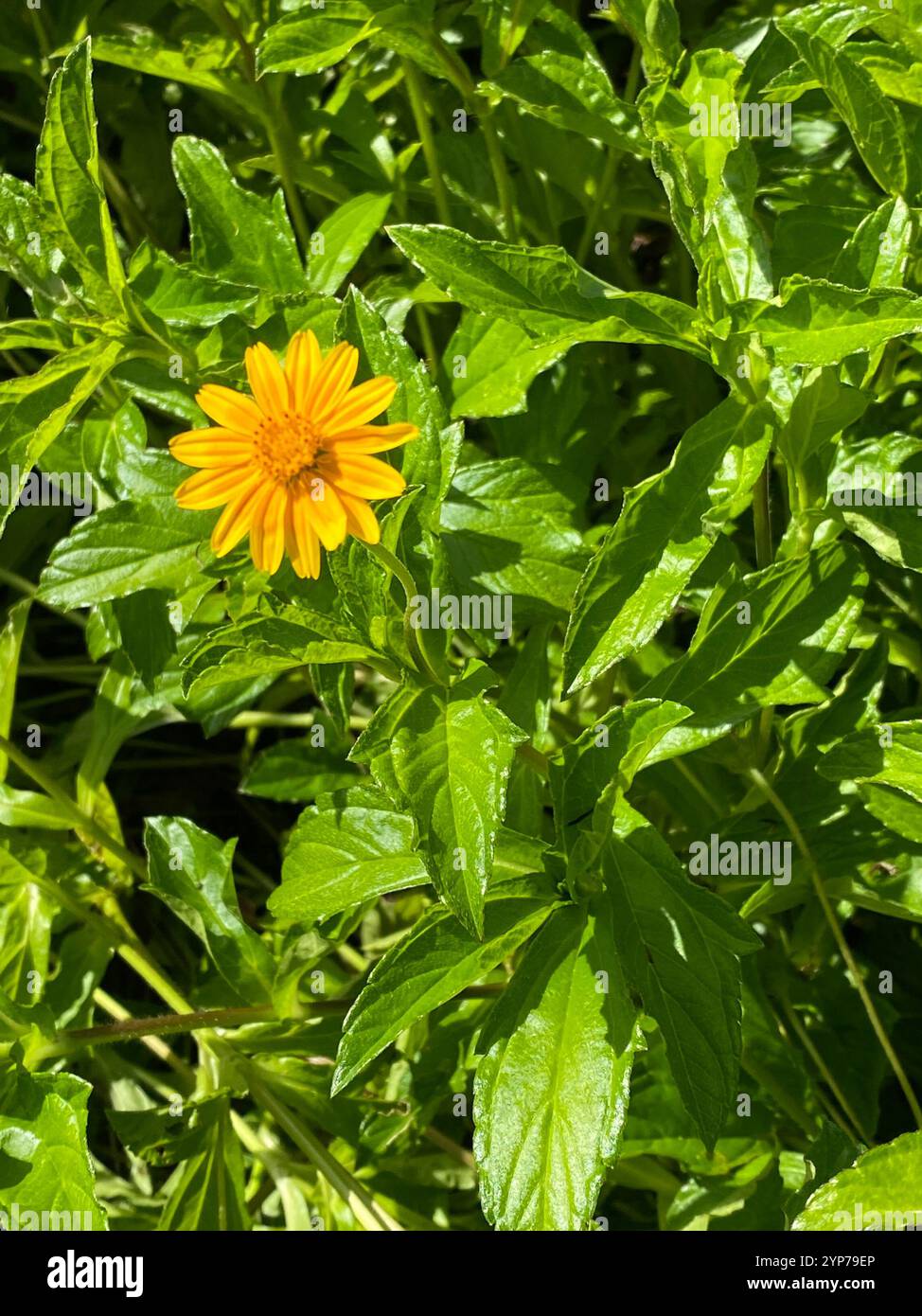 trailing daisy (Sphagneticola trilobata Stock Photo - Alamy
