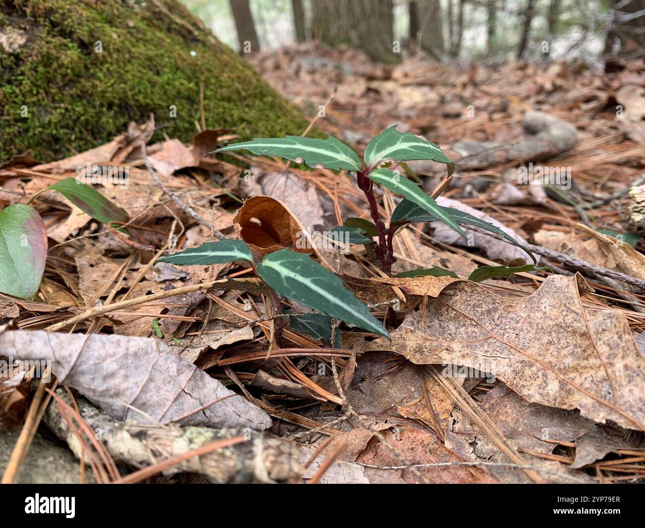 striped wintergreen (Chimaphila maculata Stock Photo - Alamy