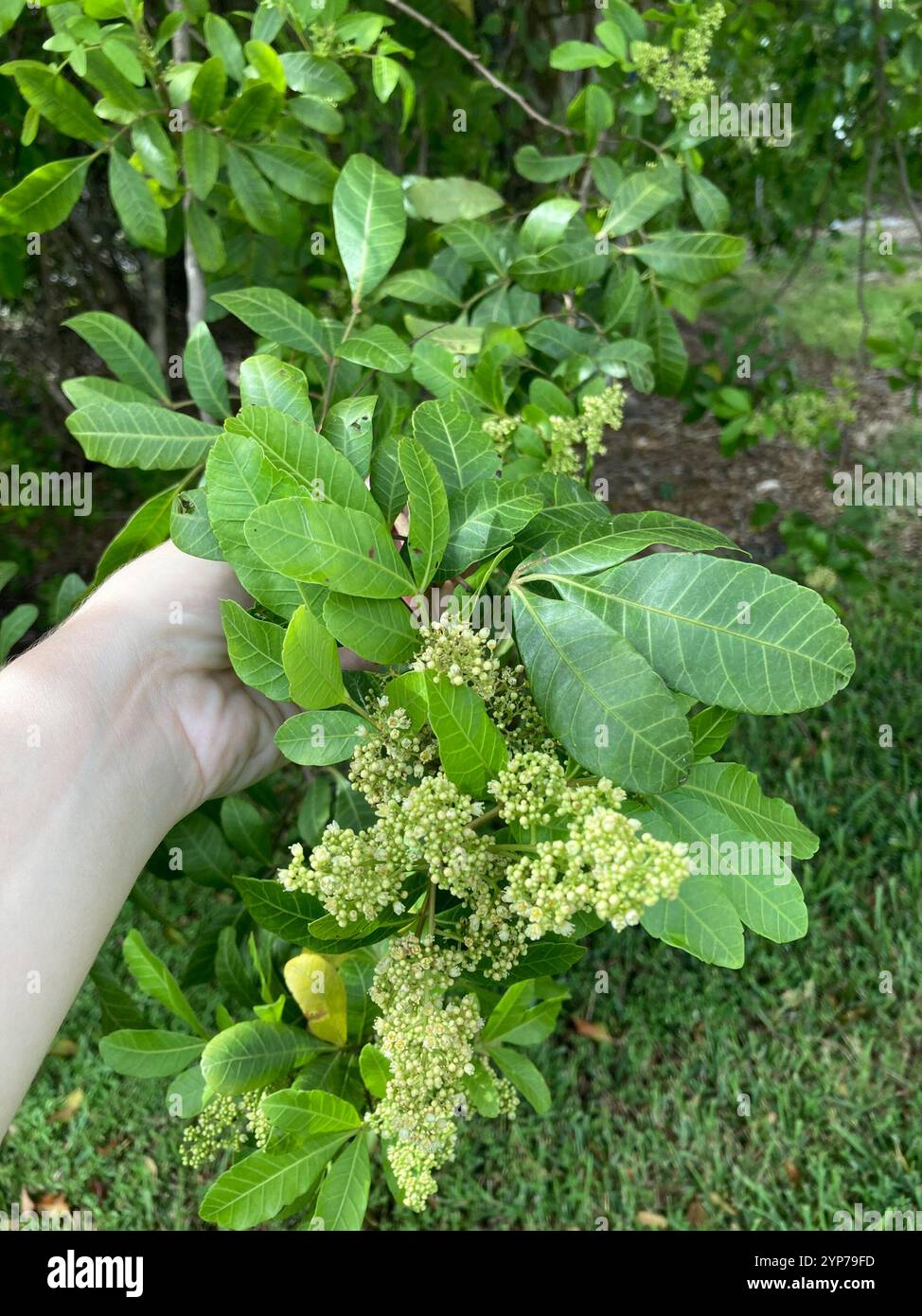 Brazilian pepper (Schinus terebinthifolia Stock Photo - Alamy