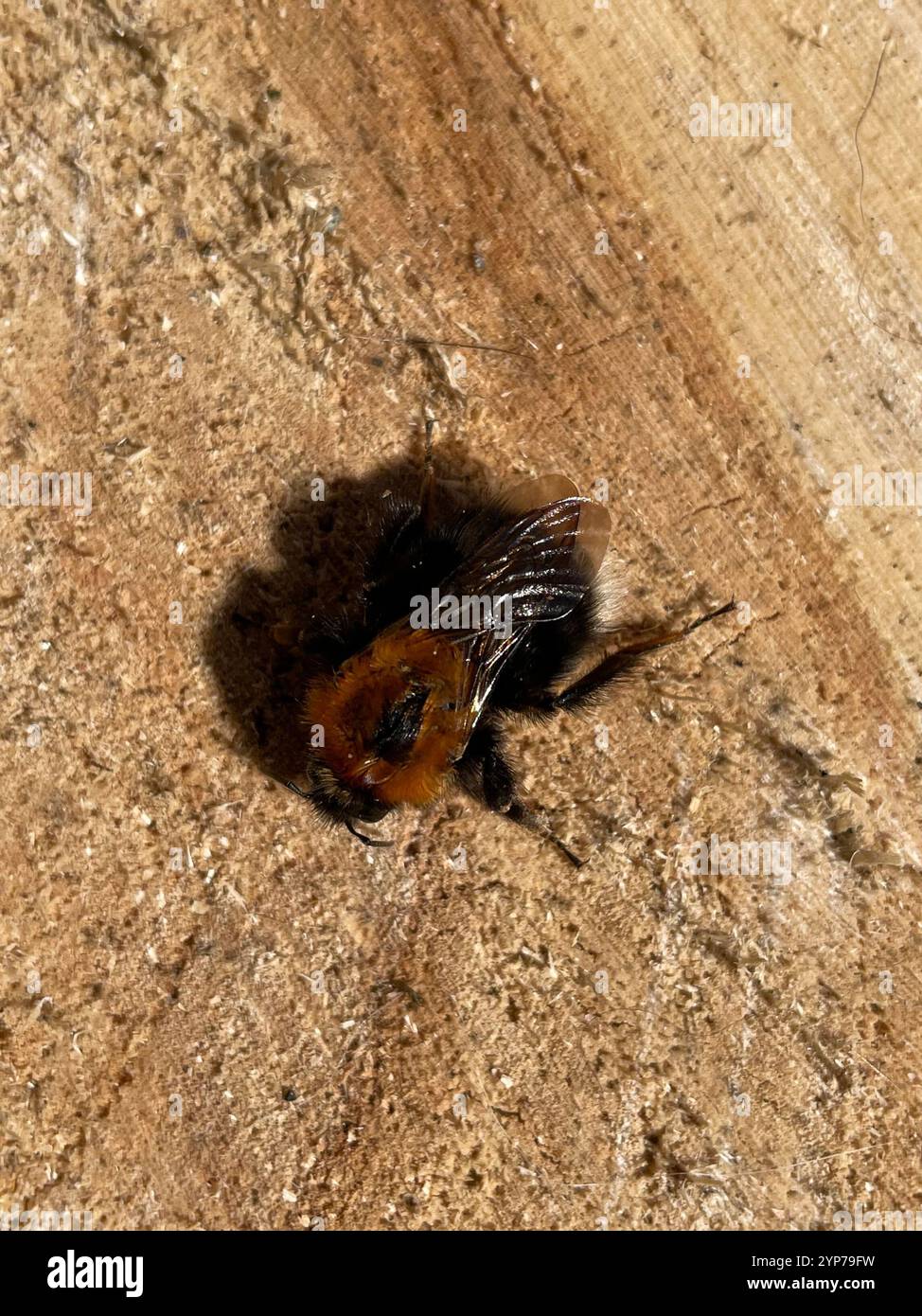 Tree Bumble Bee (Bombus hypnorum Stock Photo - Alamy