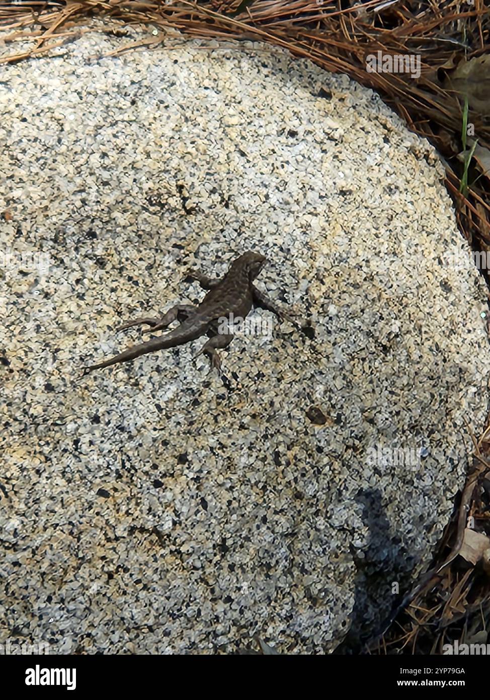 Southern Sagebrush Lizard (Sceloporus vandenburgianus Stock Photo - Alamy