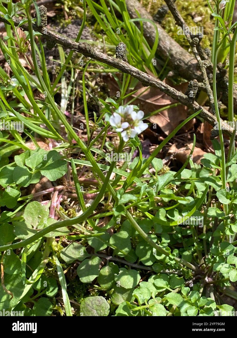 hairy bittercress (Cardamine hirsuta Stock Photo - Alamy