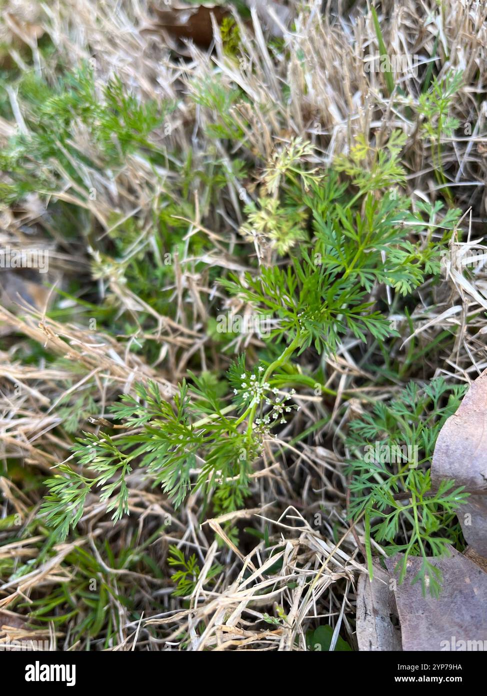 Marsh parsley (Cyclospermum leptophyllum Stock Photo - Alamy