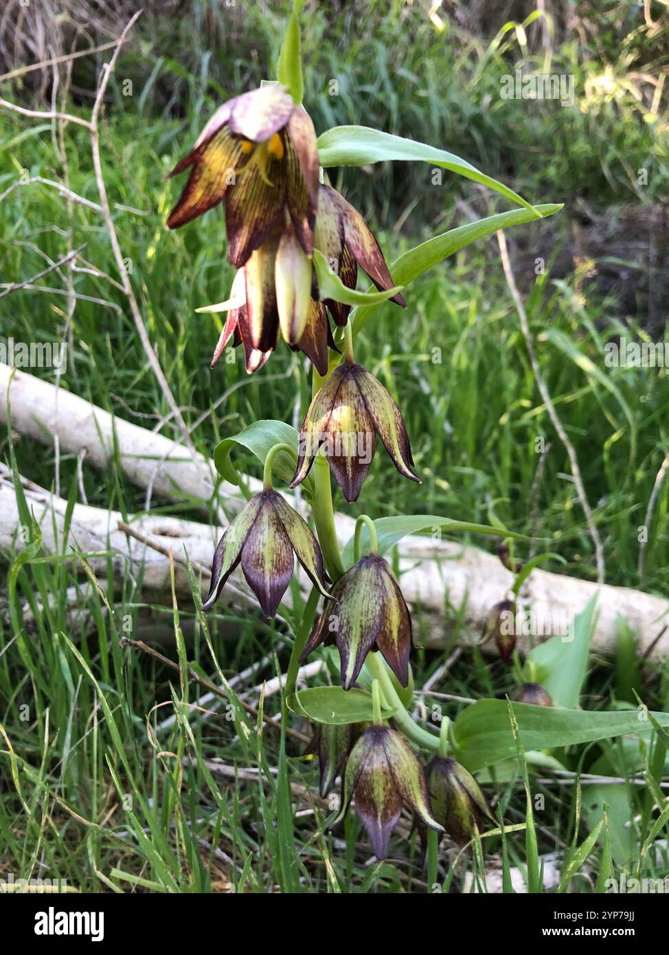 Chocolate Lily (Fritillaria biflora Stock Photo - Alamy
