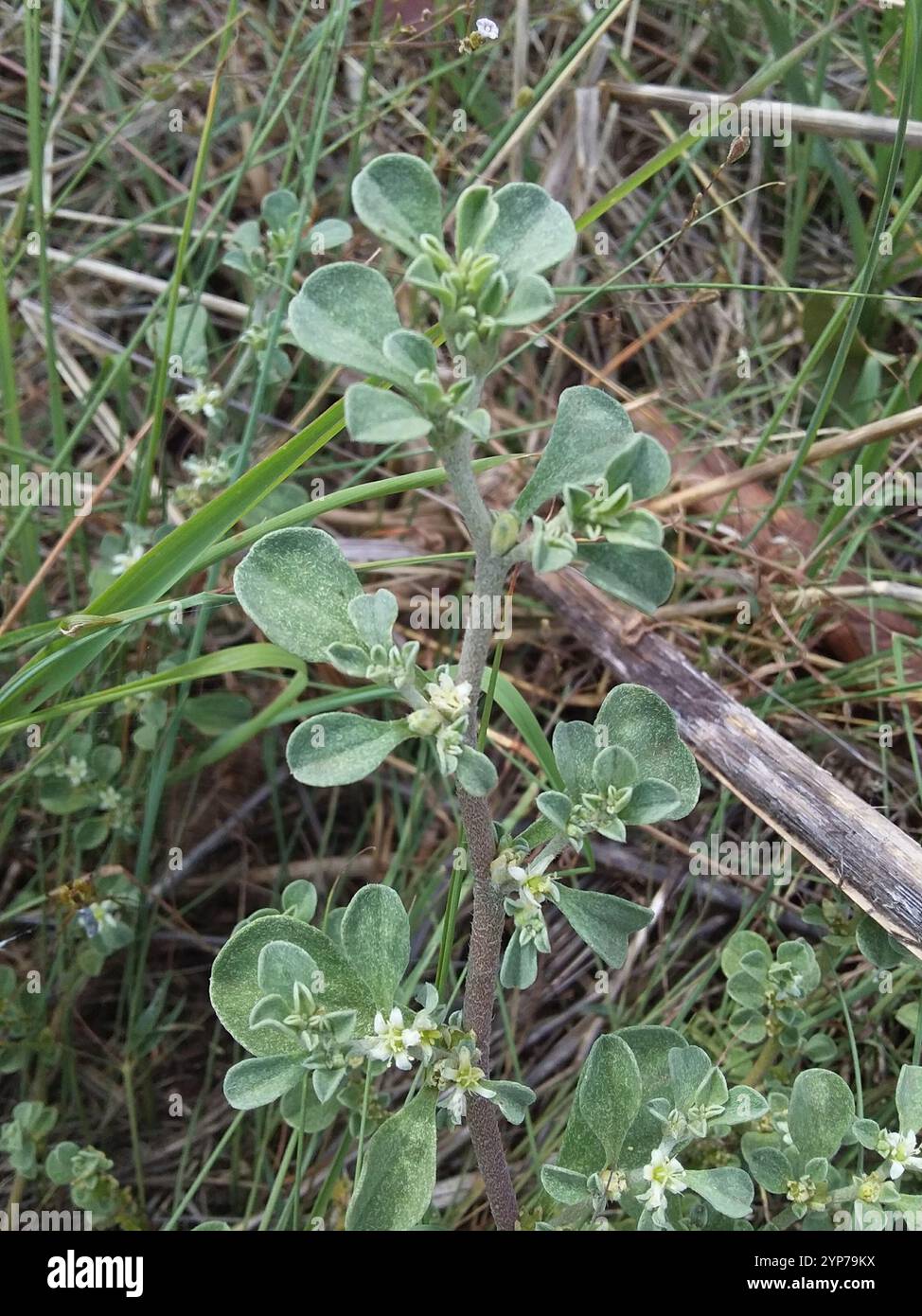 Coastal Galenia (Aizoon pubescens Stock Photo - Alamy