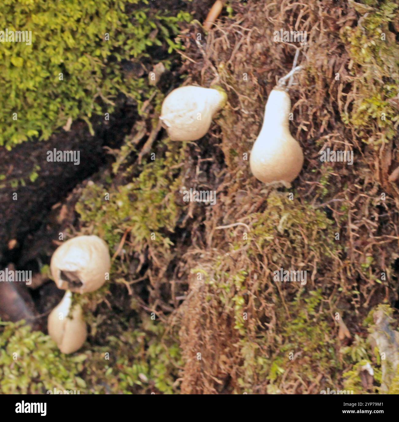 Pear-shaped Puffball (Apioperdon pyriforme Stock Photo - Alamy