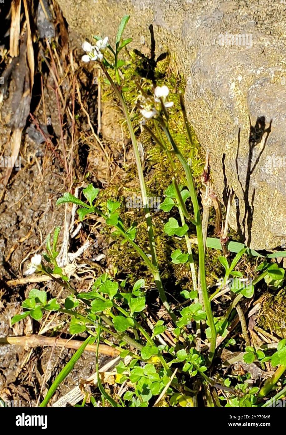 hairy bittercress (Cardamine hirsuta Stock Photo - Alamy