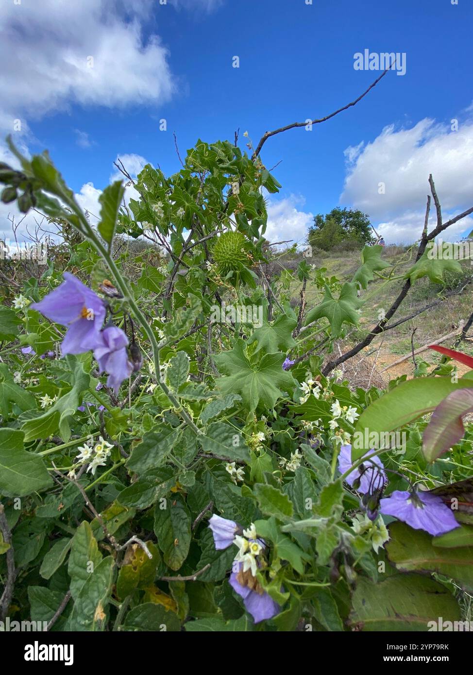 purple nightshade (Solanum xanti Stock Photo - Alamy