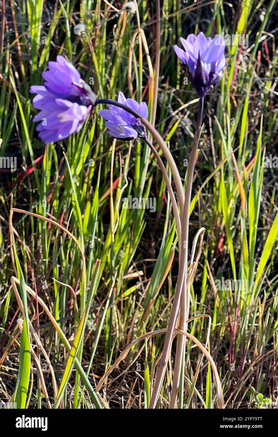 Blue Dicks (Dipterostemon capitatus Stock Photo - Alamy