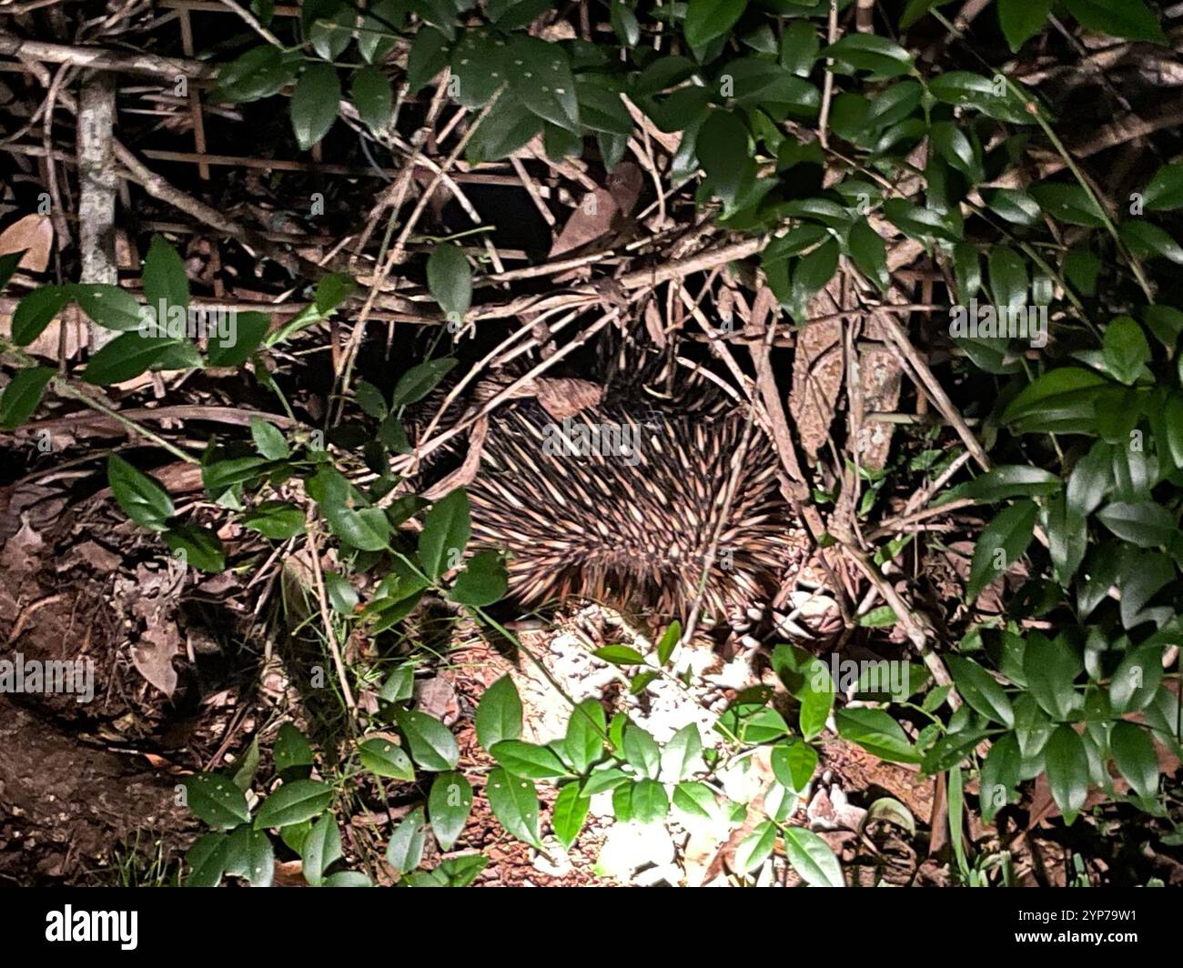 Eastern Short-beaked Echidna (Tachyglossus aculeatus aculeatus Stock ...