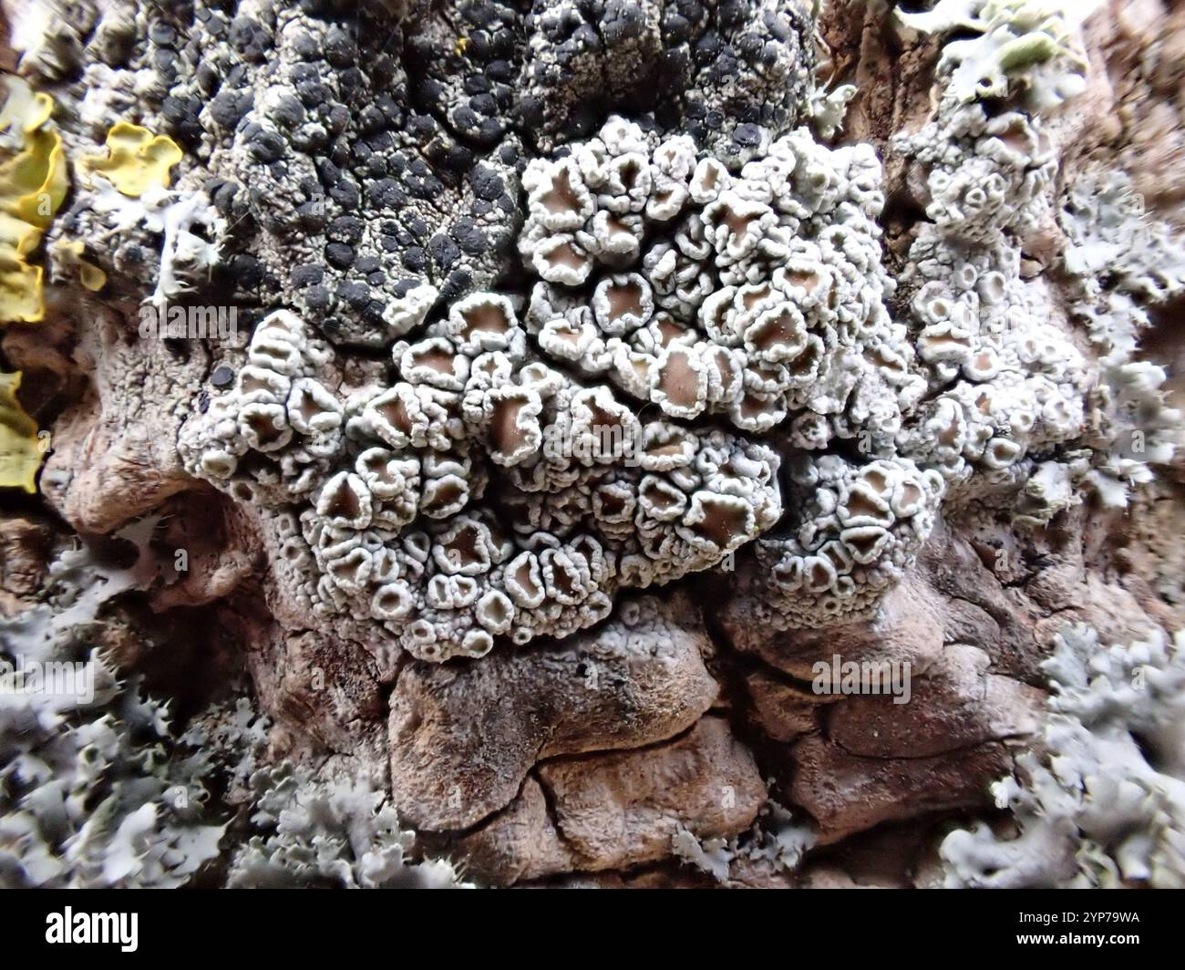 rim lichens, disc lichens, and allies (Lecanoraceae Stock Photo - Alamy
