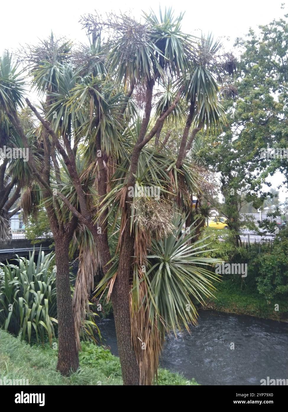New Zealand cabbage tree (Cordyline australis Stock Photo - Alamy