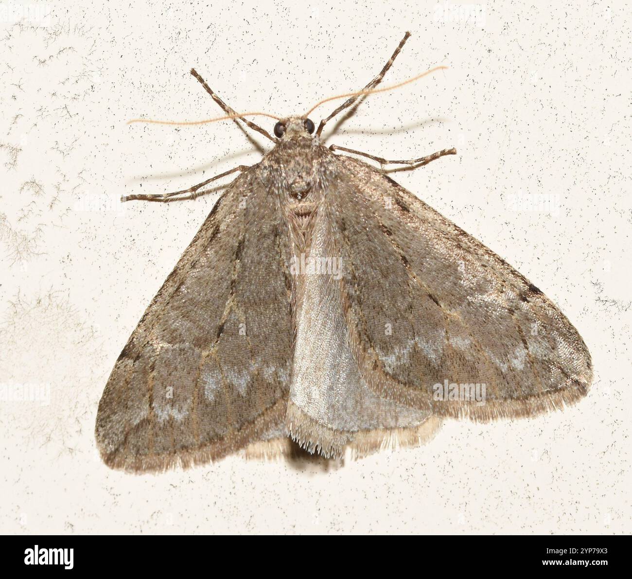 Spring Cankerworm Moth (Paleacrita vernata Stock Photo - Alamy