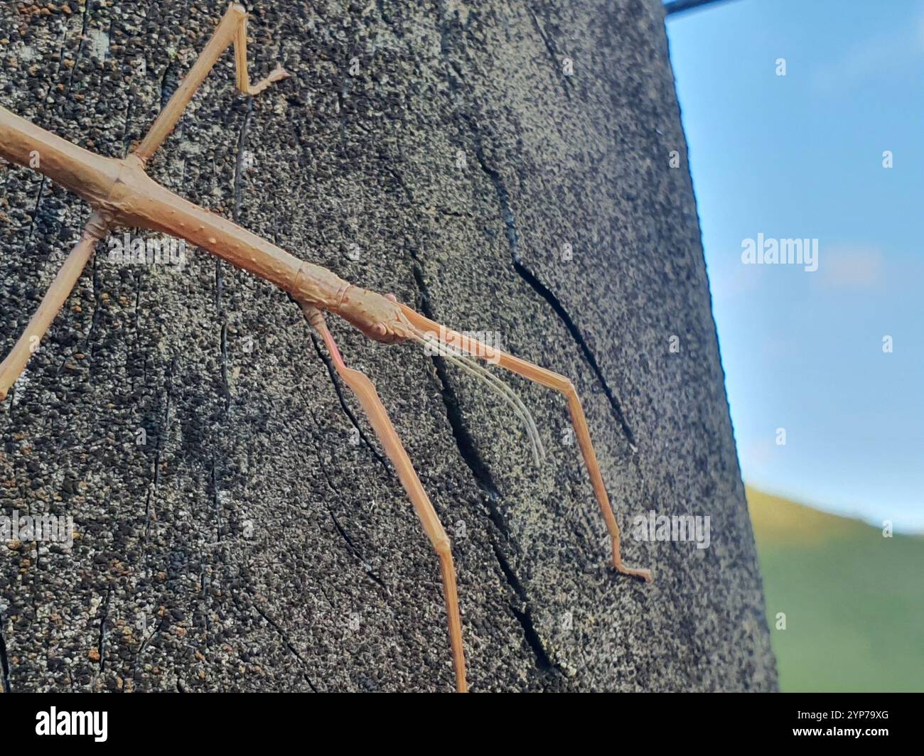 Stick Insects (Phasmida Stock Photo - Alamy