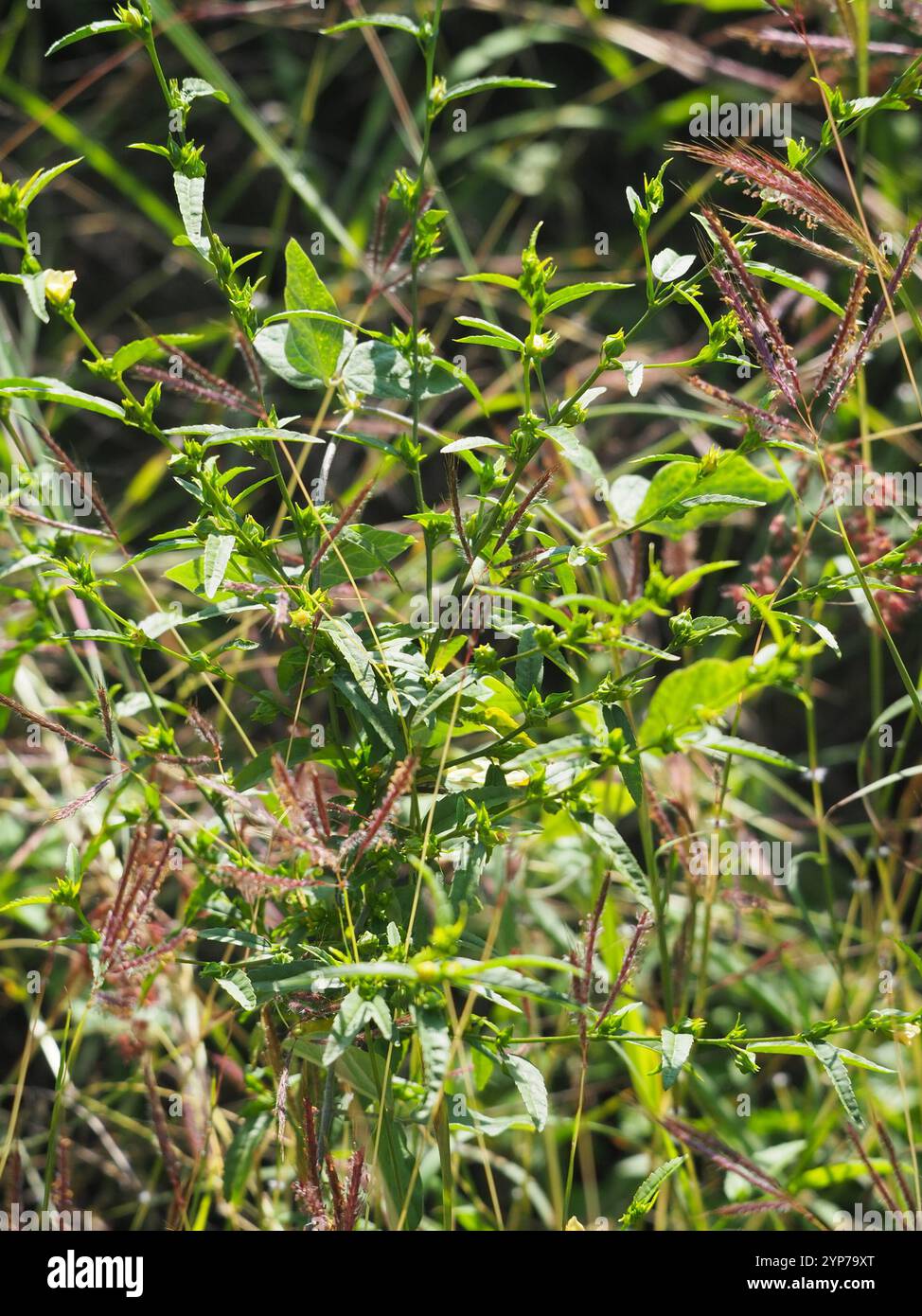 Spinyhead Sida (Sida acuta Stock Photo - Alamy