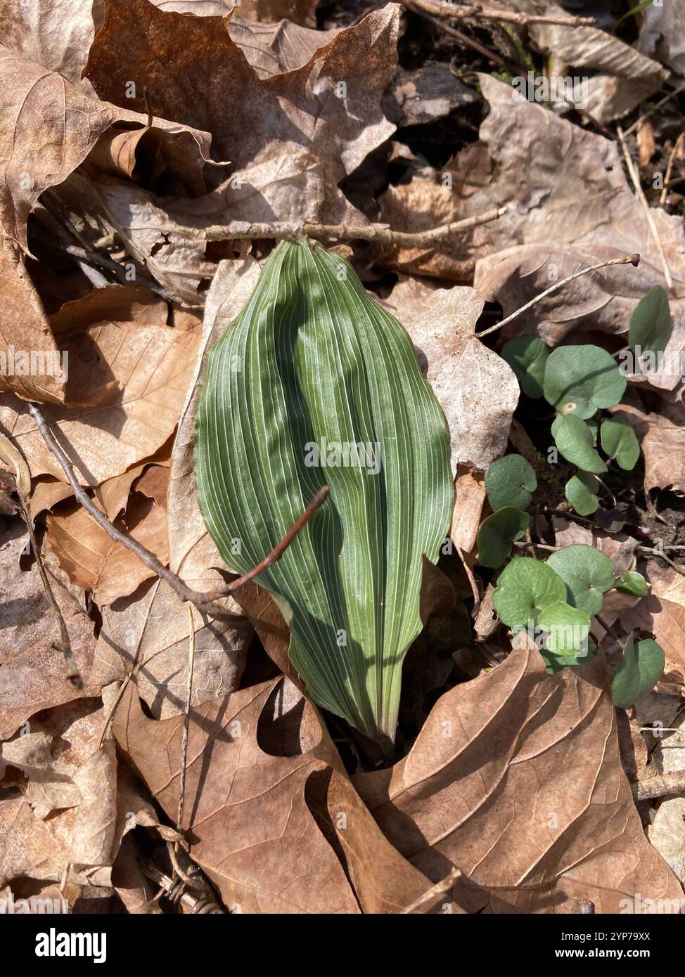putty root (Aplectrum hyemale Stock Photo - Alamy