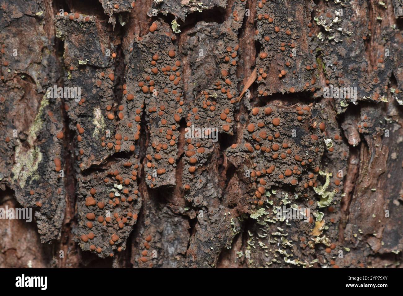 Pink-eyed Shingle Lichen (Vahliella saubinetii Stock Photo - Alamy