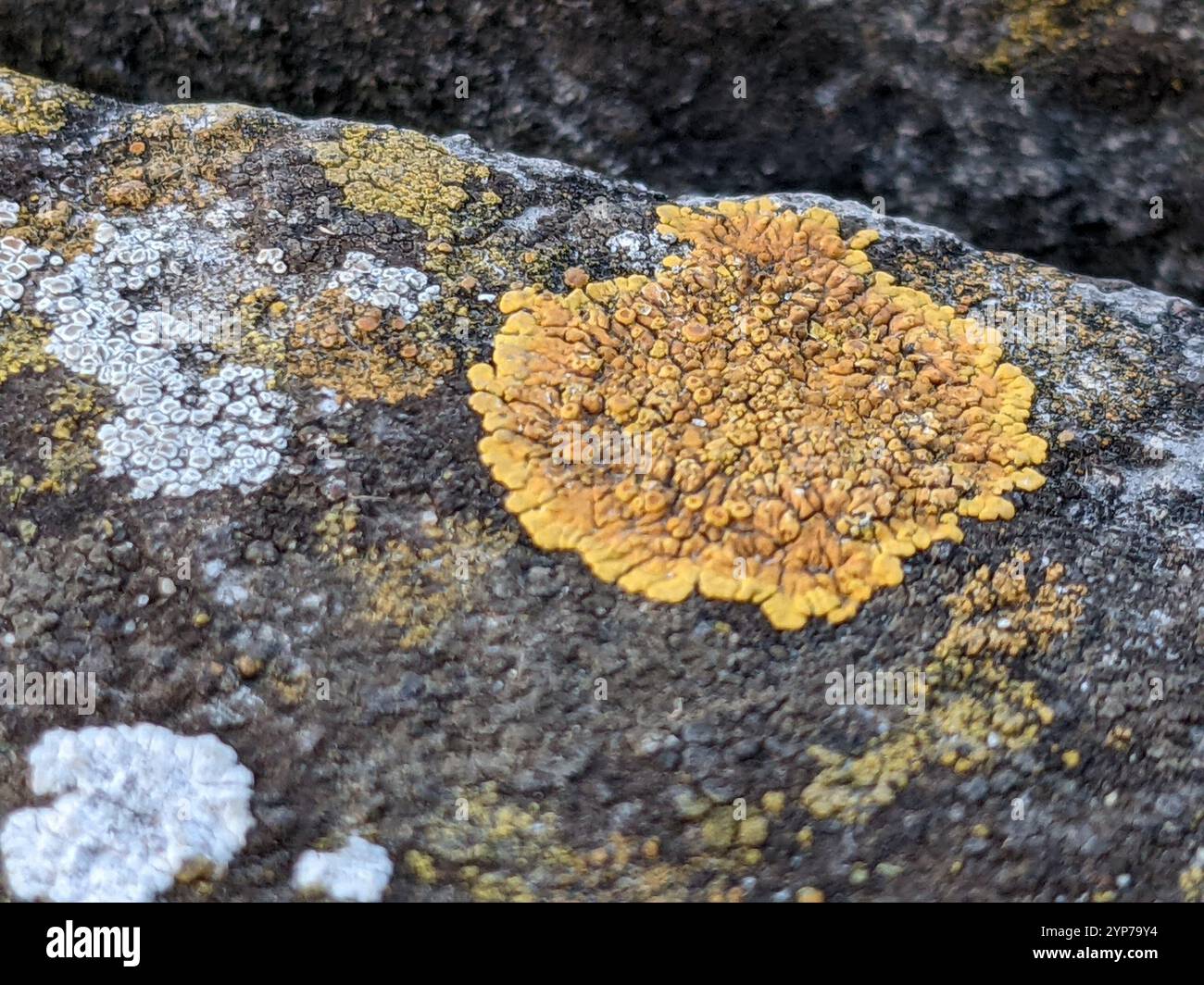 Limestone Lobed Firedot (Variospora flavescens Stock Photo - Alamy