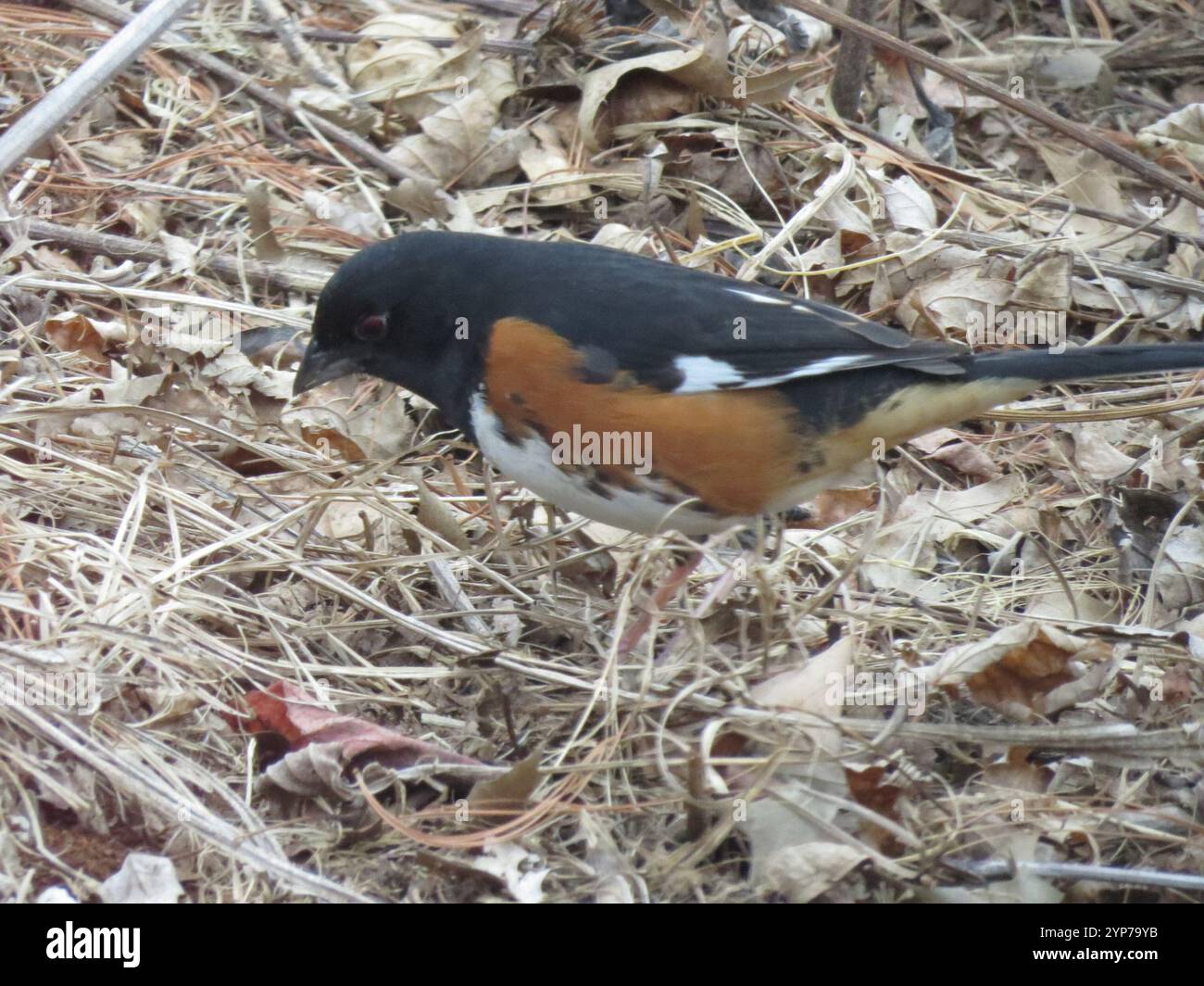 Eastern Towhee (Pipilo erythrophthalmus Stock Photo - Alamy