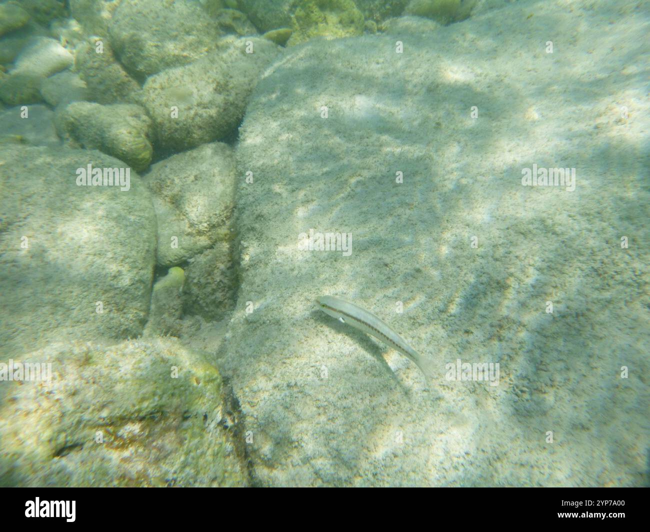Slippery Dick (Halichoeres bivittatus Stock Photo - Alamy Slippery Dick (Halichoeres bivittatus Stock Photo - Alamy