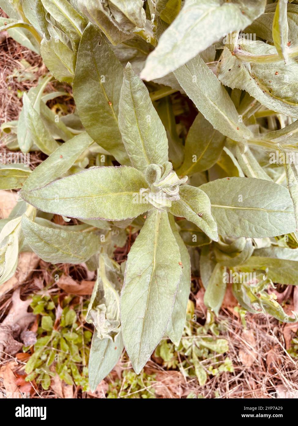 Texas ragwort (Senecio ampullaceus Stock Photo - Alamy
