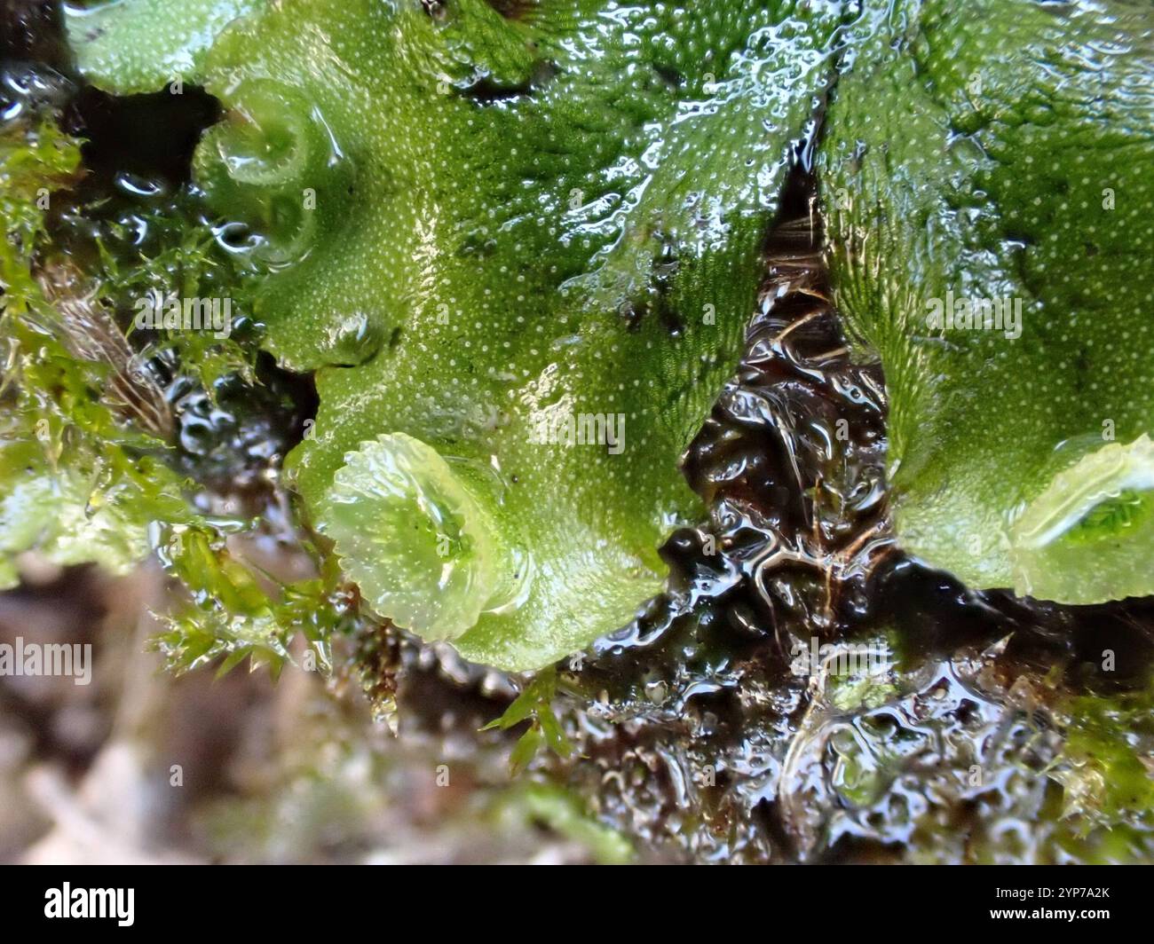 Common Liverwort (Marchantia polymorpha Stock Photo - Alamy