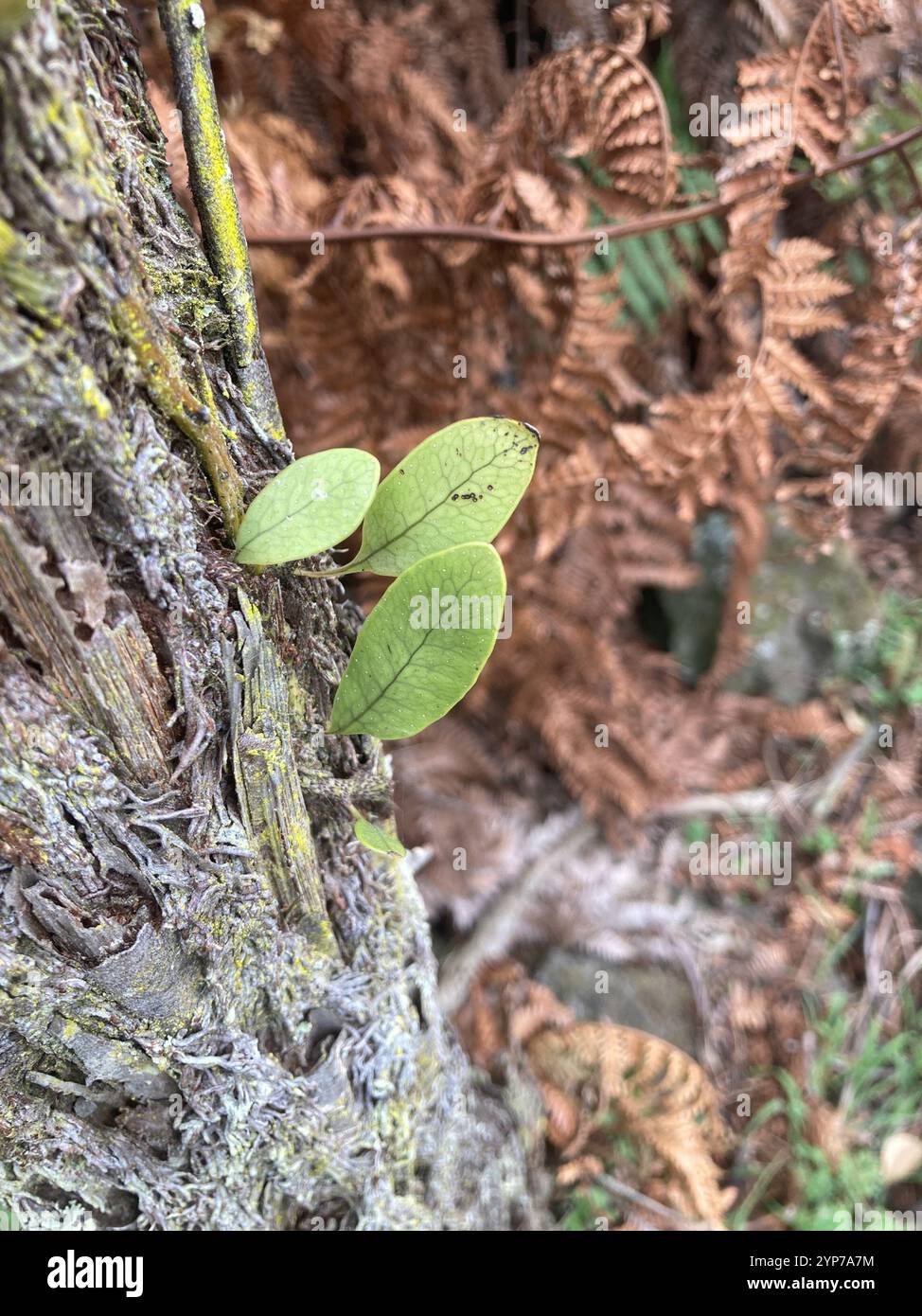 Kangaroo Fern (Microsorum pustulatum pustulatum Stock Photo - Alamy