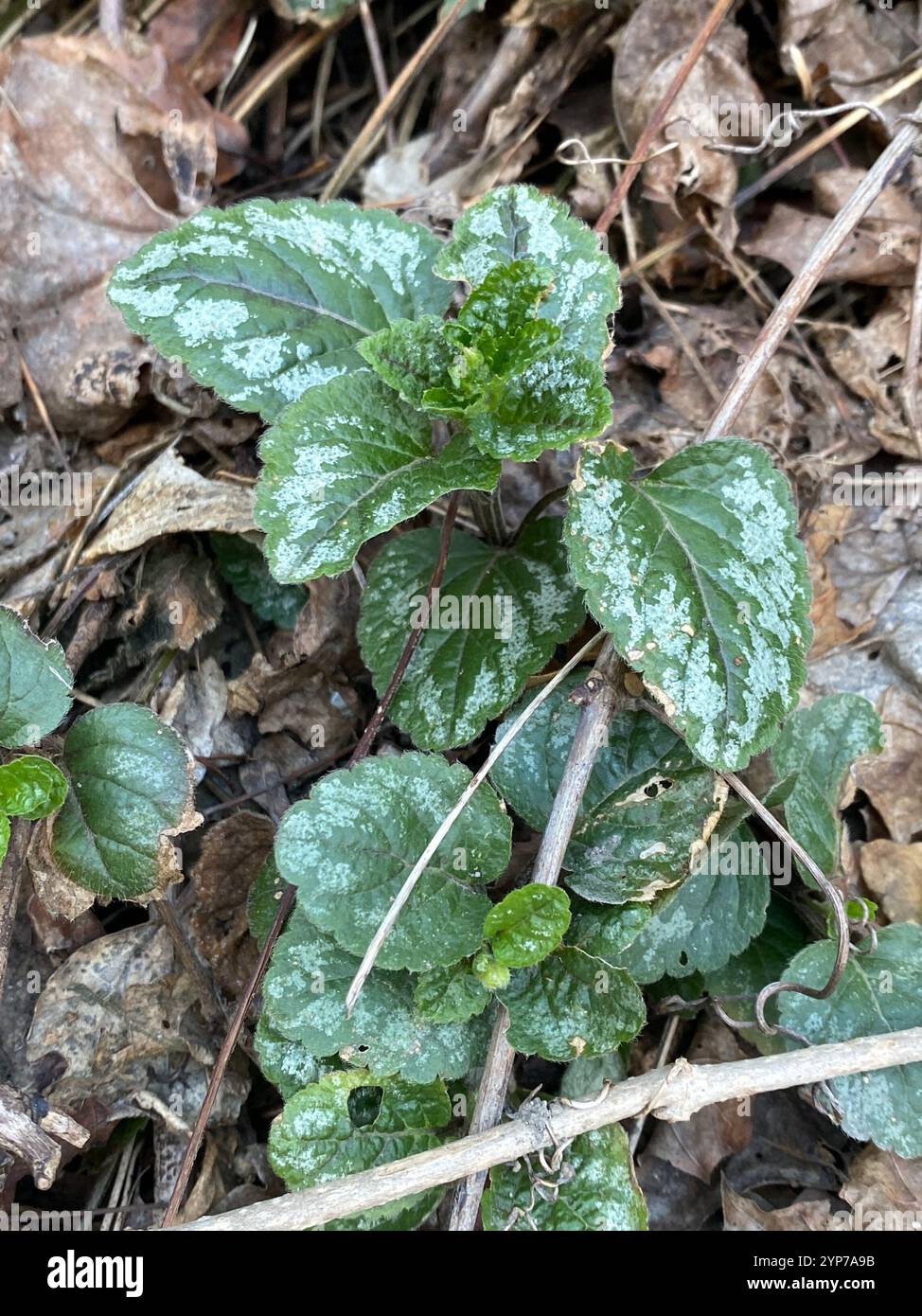 Variegated Yellow Archangel (Lamium galeobdolon argentatum Stock Photo ...