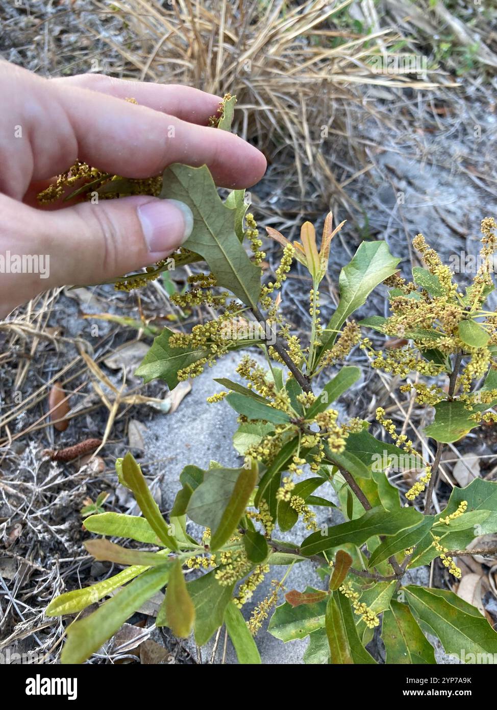 dwarf live oak (Quercus minima Stock Photo - Alamy