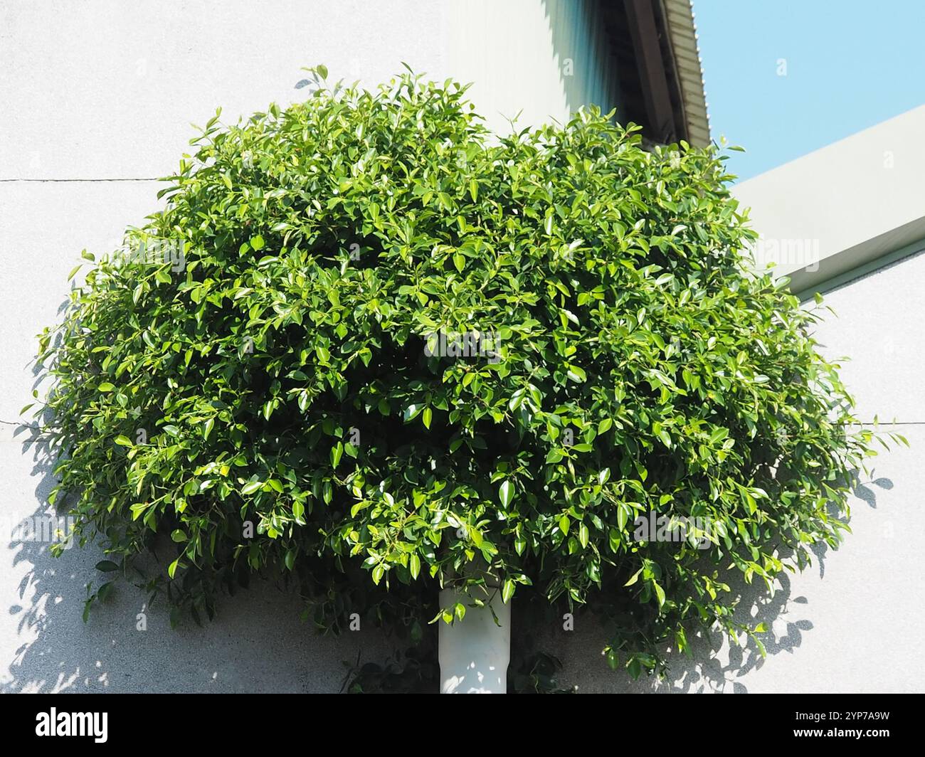 Chinese banyan (Ficus microcarpa Stock Photo - Alamy