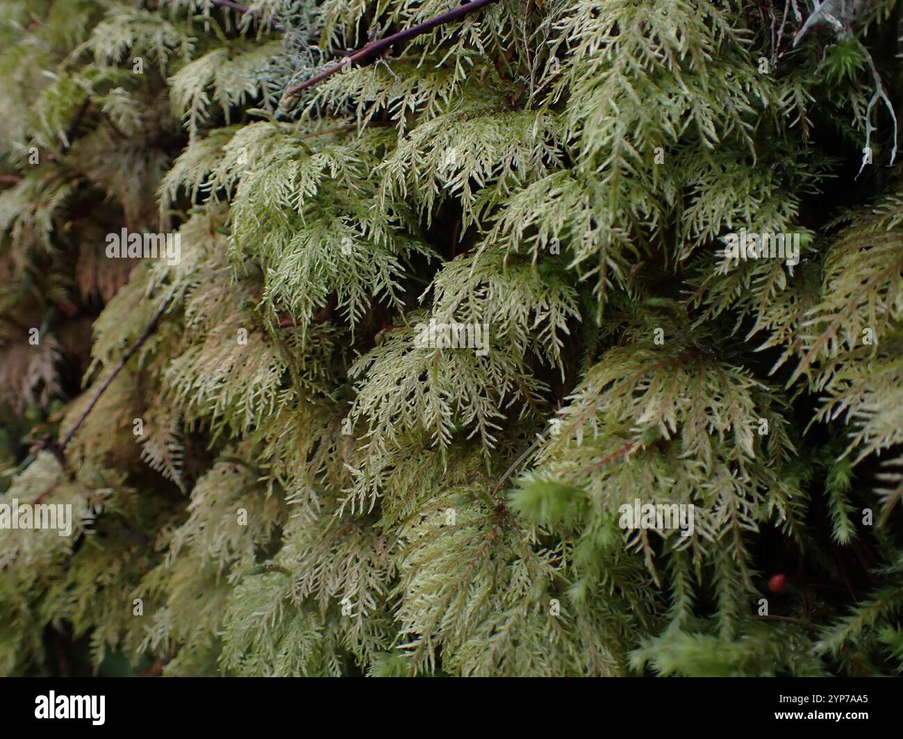 stairstep moss (Hylocomium splendens Stock Photo - Alamy