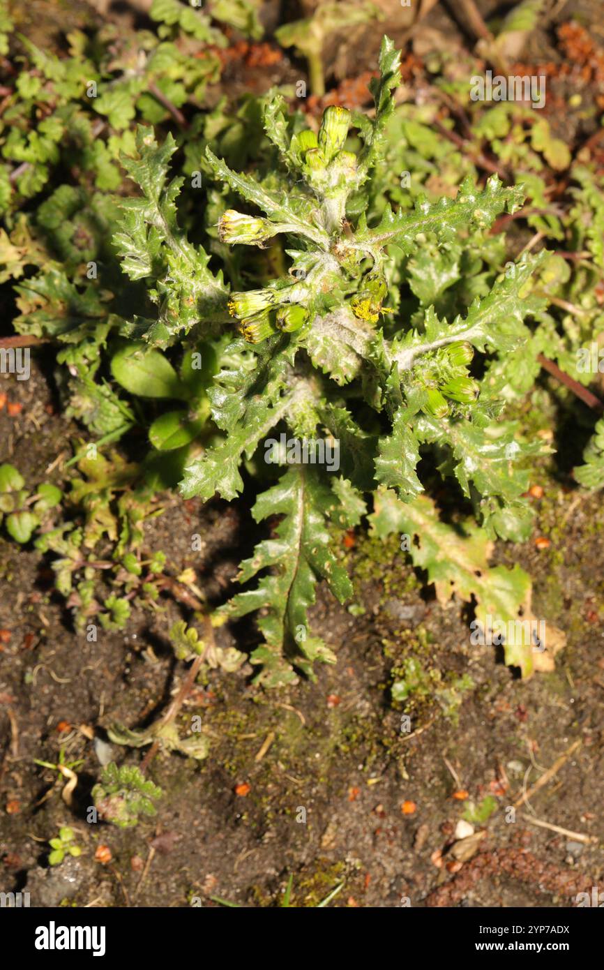 common groundsel (Senecio vulgaris Stock Photo - Alamy