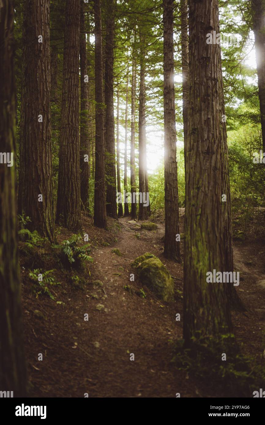 Sunlight falls through tall tree trunks onto a forest path, Napier, New ...
