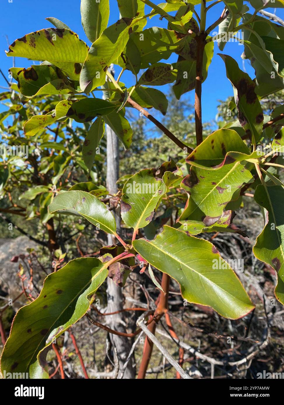 Pacific madrone (Arbutus menziesii Stock Photo - Alamy