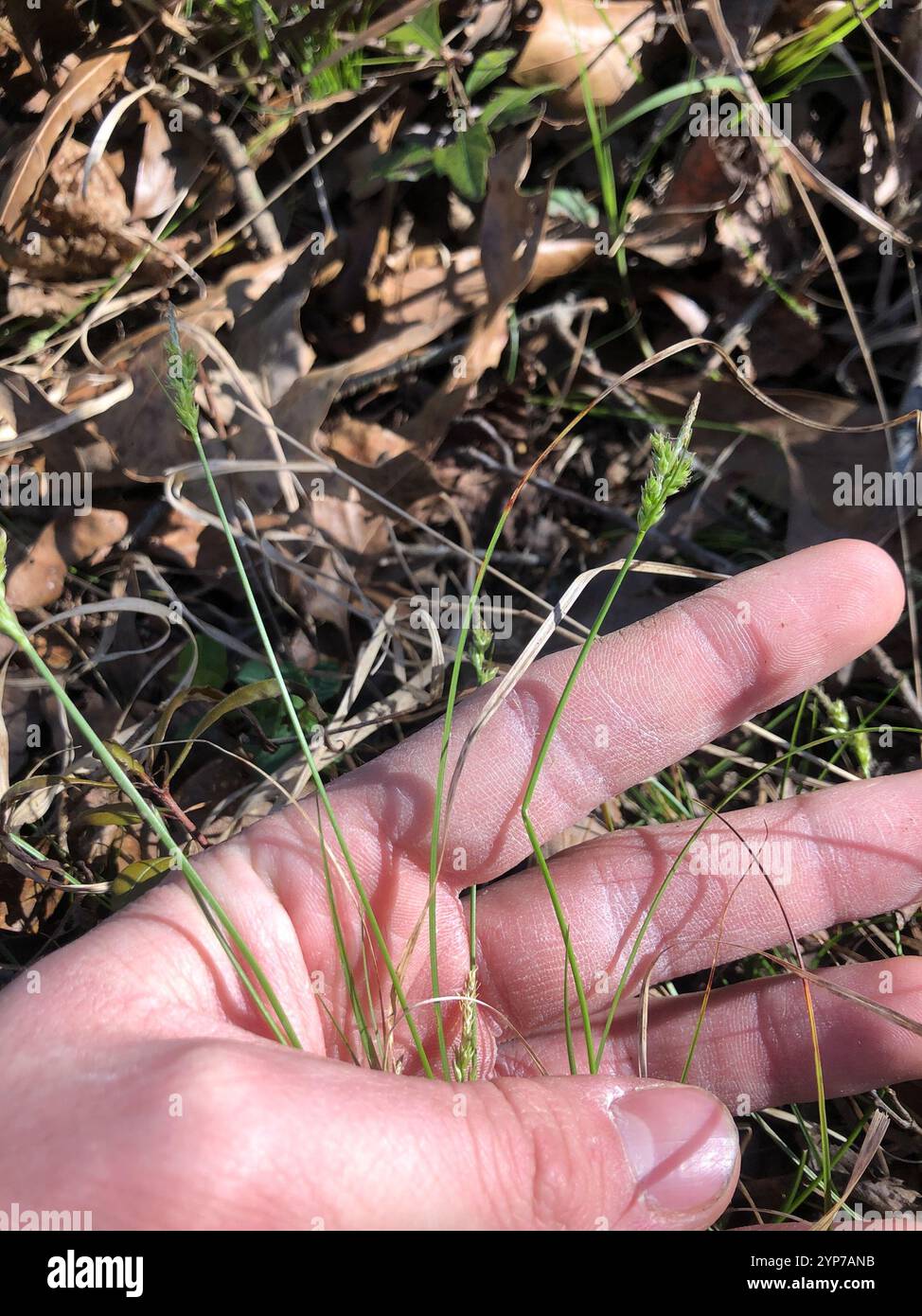 Slender Oak Sedge (Carex albicans australis Stock Photo - Alamy