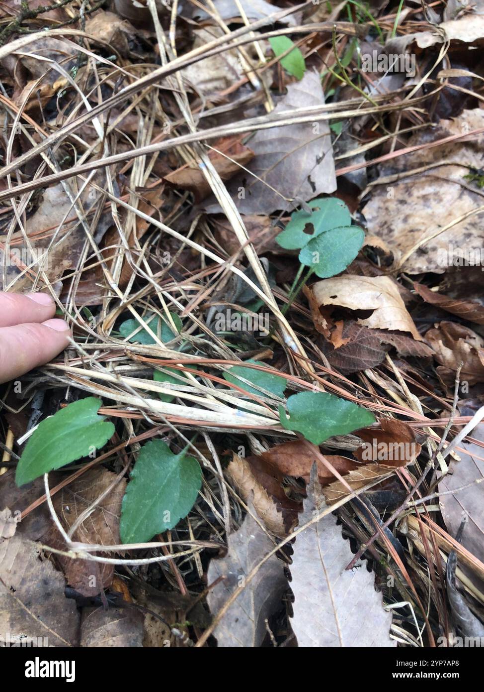 Grassleaf azure aster (Symphyotrichum oolentangiense poaceum Stock ...