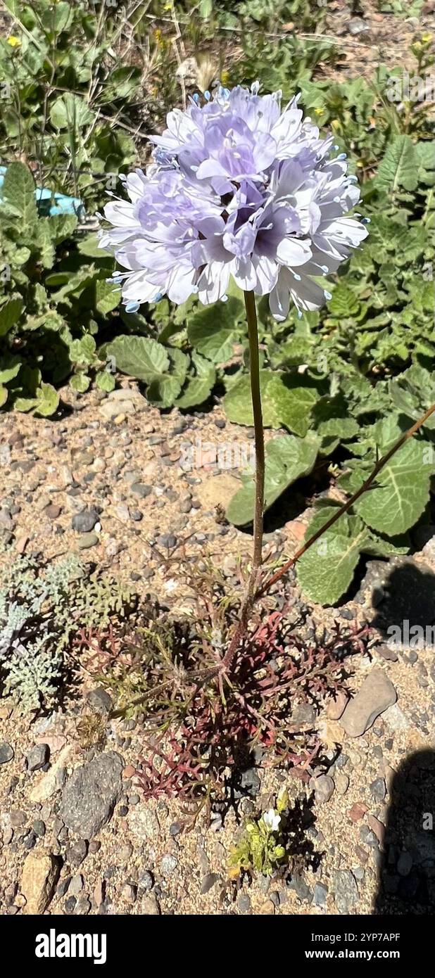 bluehead gilia (Gilia capitata Stock Photo - Alamy